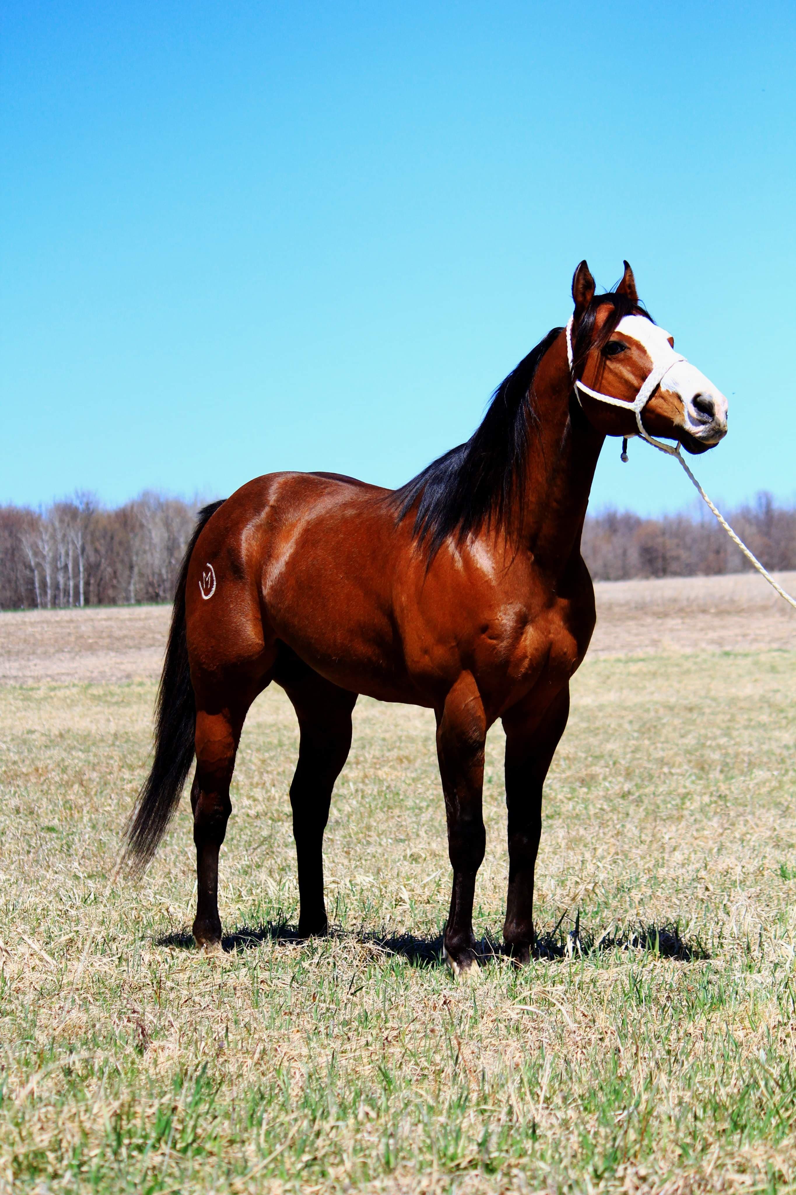 Full House Incentive Futurity/Derby | Go For Broke Productions | Big ...